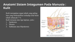 Sistem Integumen Kelompok 7 Biologi SMA.pptx