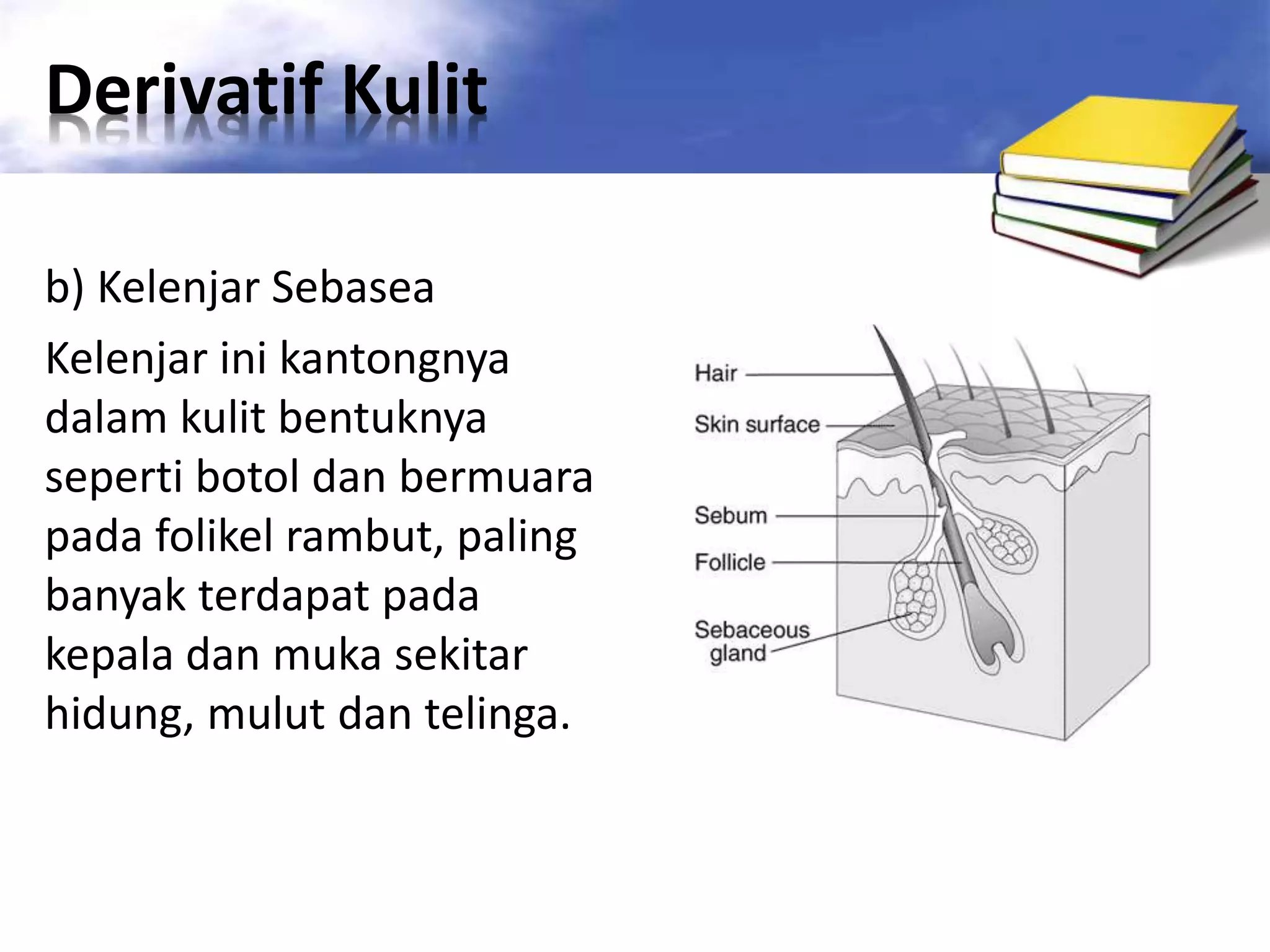 Sistem Integumen | PPTX