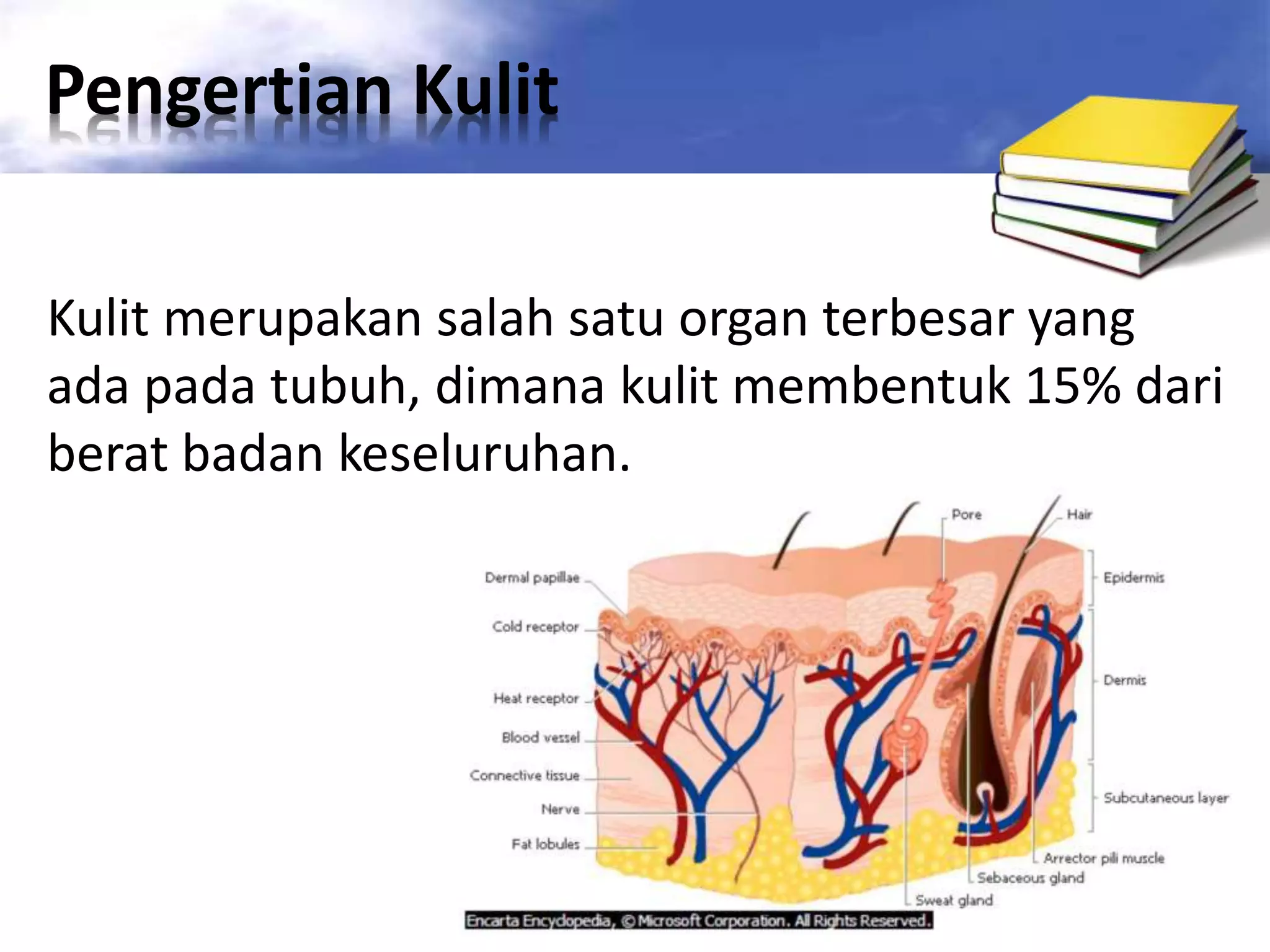 Sistem Integumen | PPTX