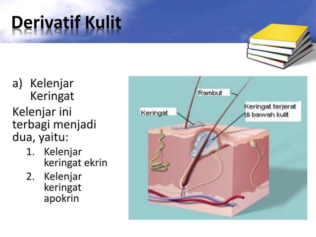 Sistem Integumen | PPTX