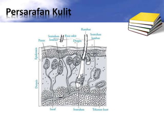 Sistem Integumen | PPTX