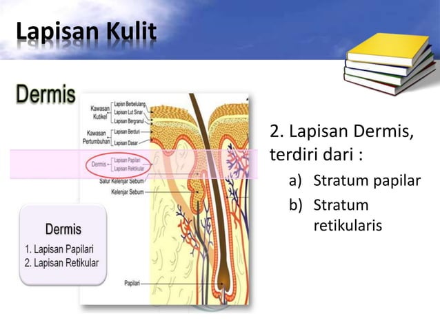 Sistem Integumen | PPTX