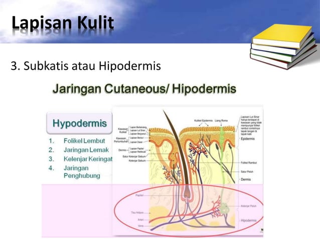 Sistem Integumen | PPTX
