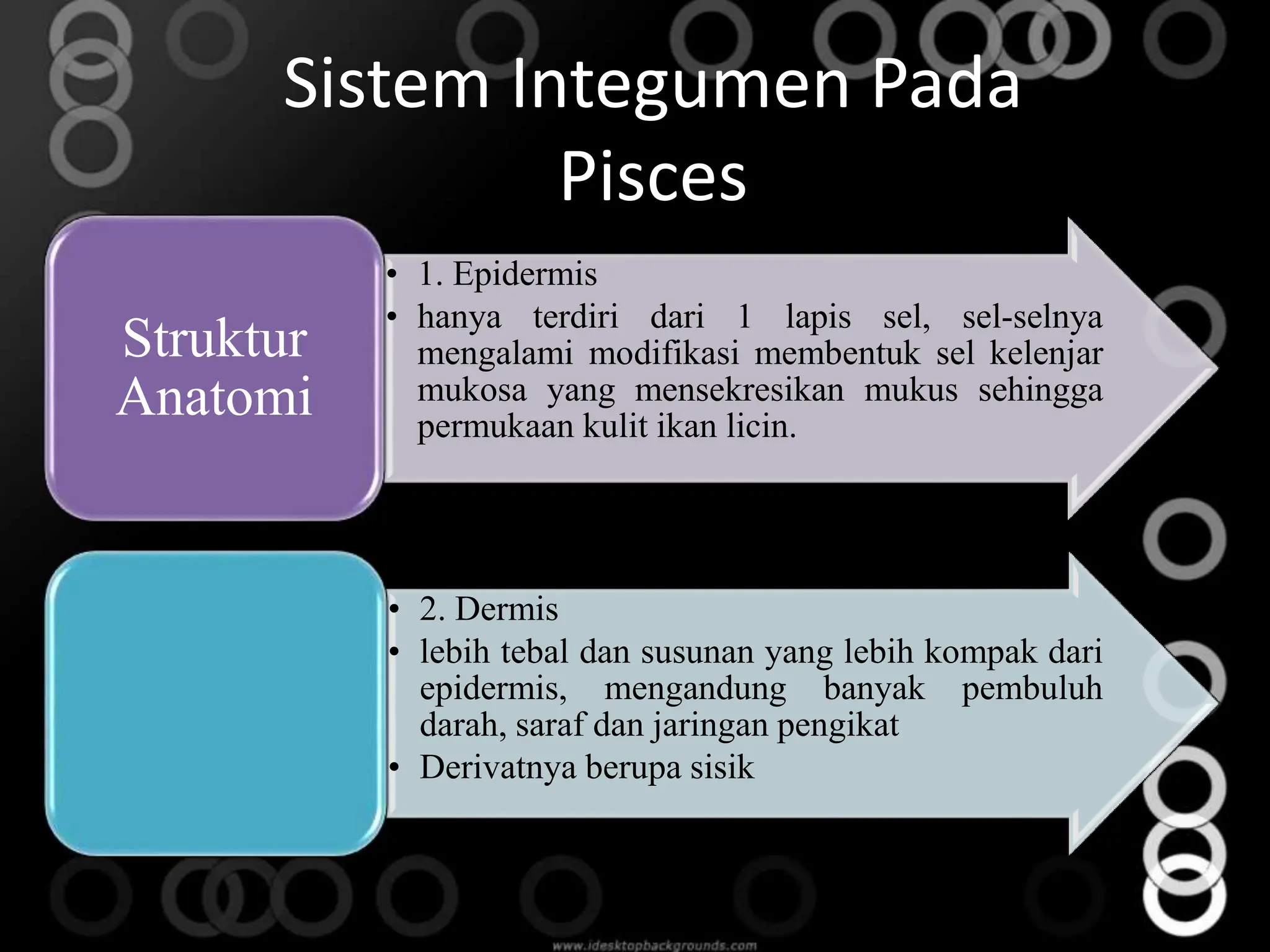 sistem integumen ppt.ppt