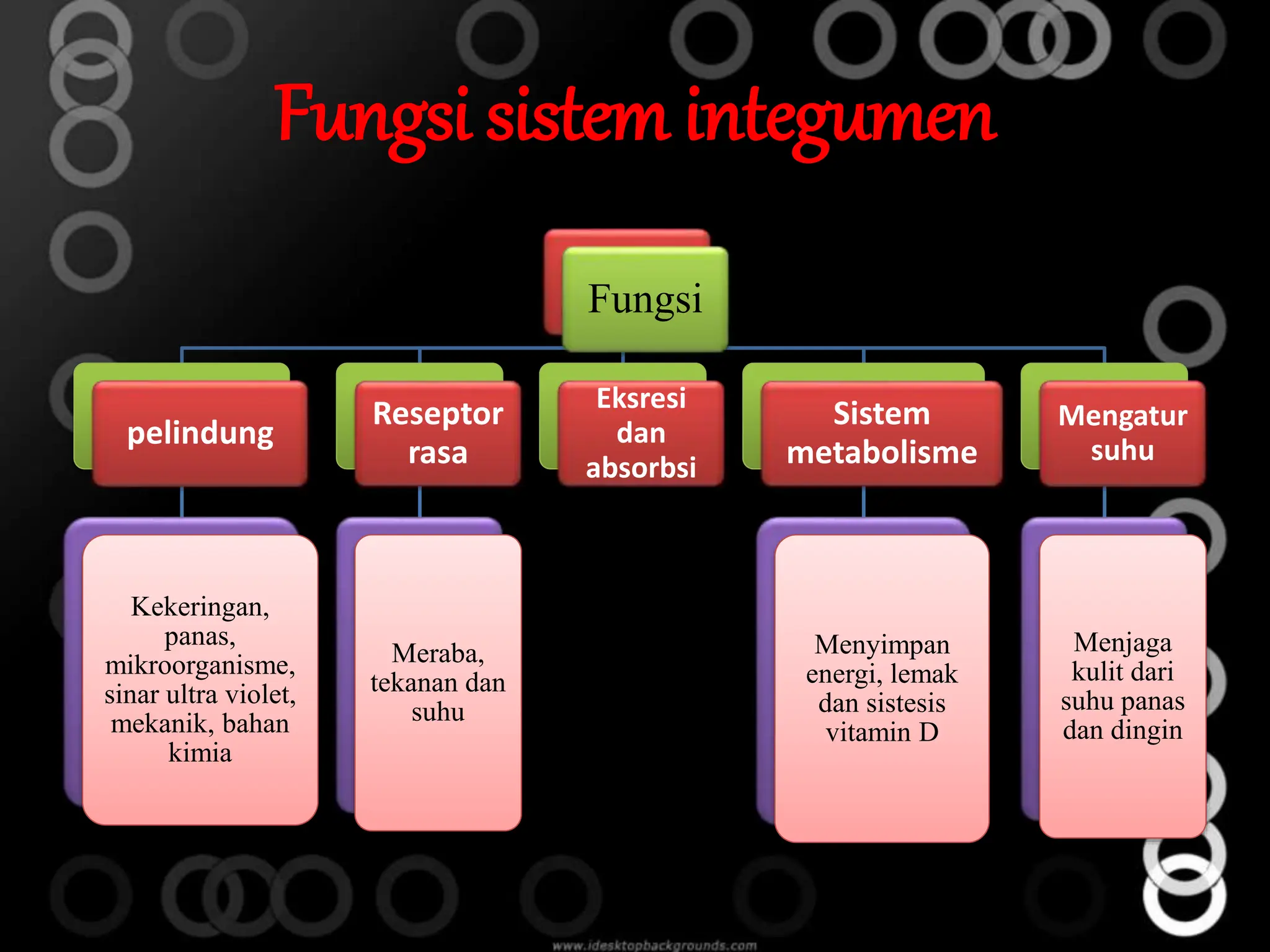 sistem integumen ppt.ppt