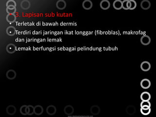 sistem integumen ppt.ppt