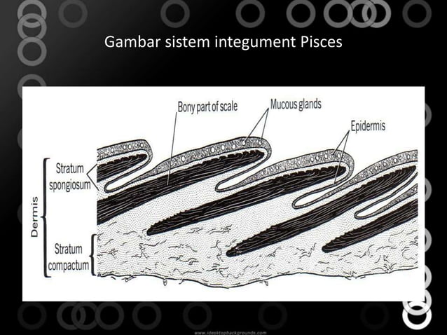 sistem integumen ppt.ppt