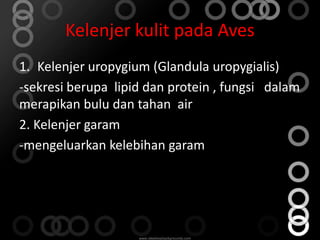 sistem integumen ppt.ppt