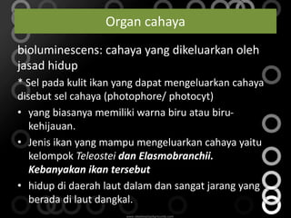 Sistem Integuman mk struktur hewan Pend. Biologi | PPT