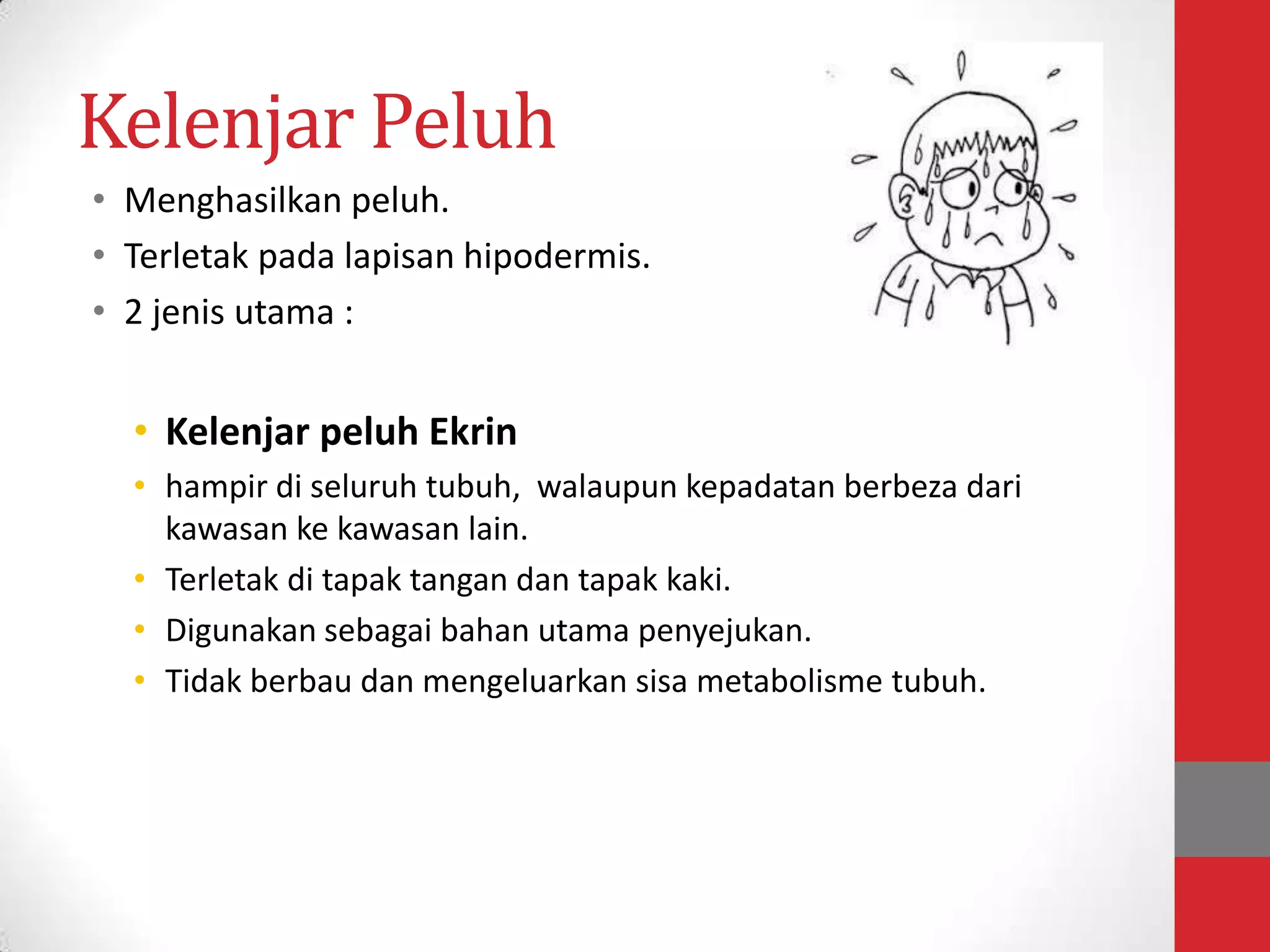 Sistem integumentari by imana | PPTX