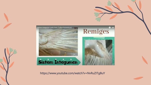 SISTEM INTEGUMENTUM edited.pptx