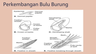 SISTEM INTEGUMENTUM edited.pptx