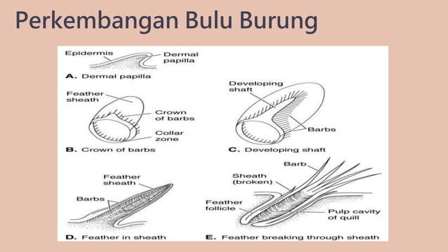 SISTEM INTEGUMENTUM edited.pptx