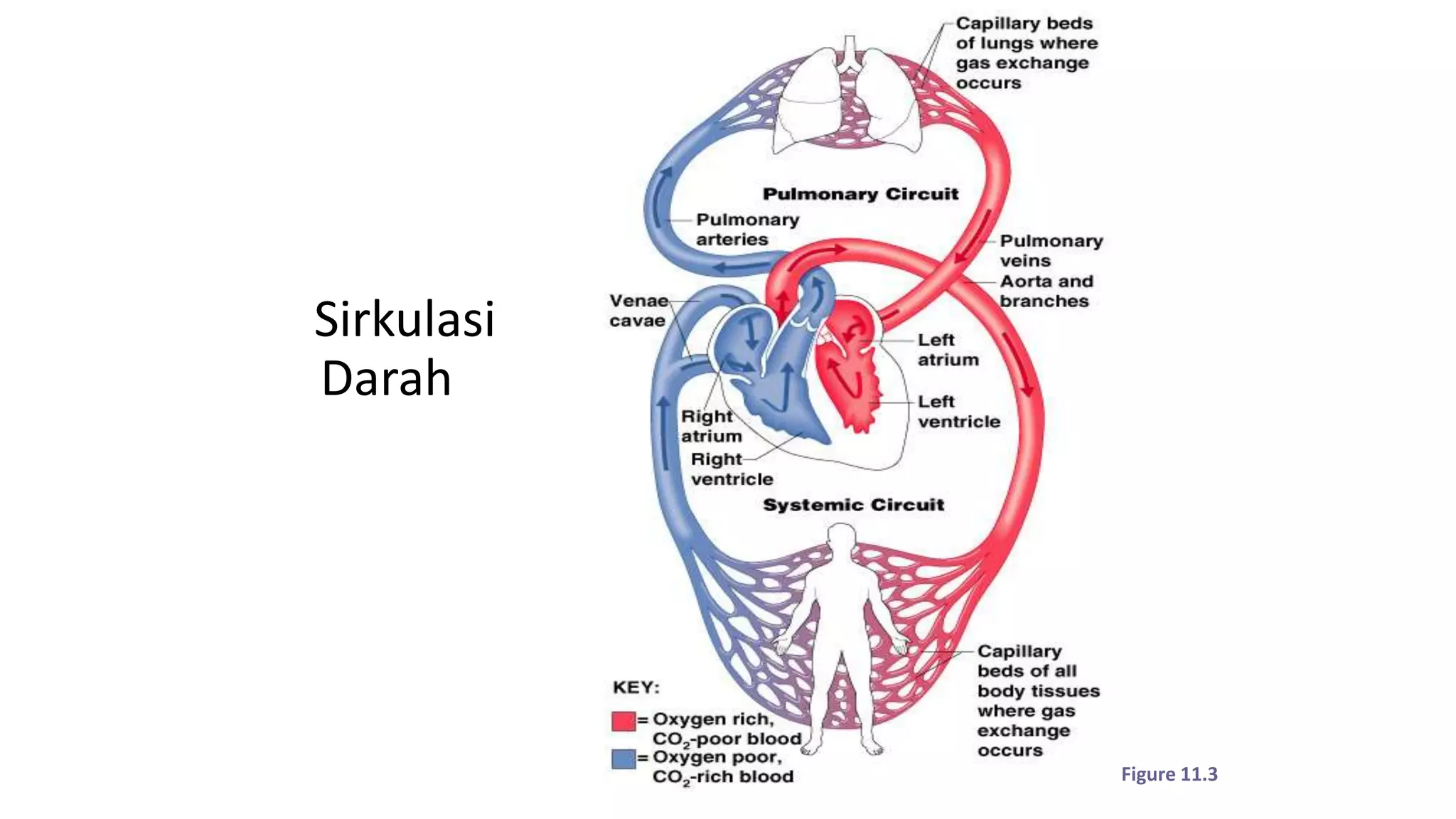 Sistem jantung dan pembuluh darah | PPTX