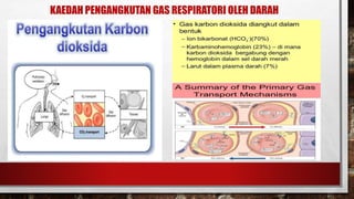 Sistem kardiorespiratori.pptx