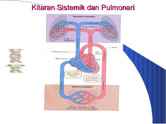 Sistem kardiovaskular