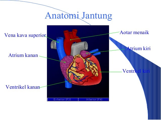 Sistem kardiovaskular