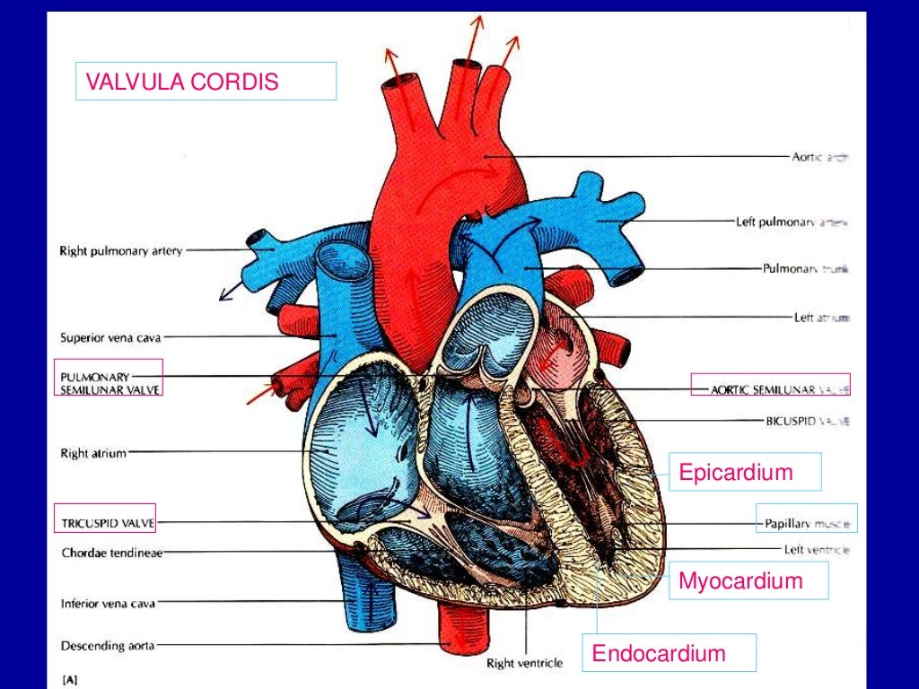 Sistem kardiovaskular