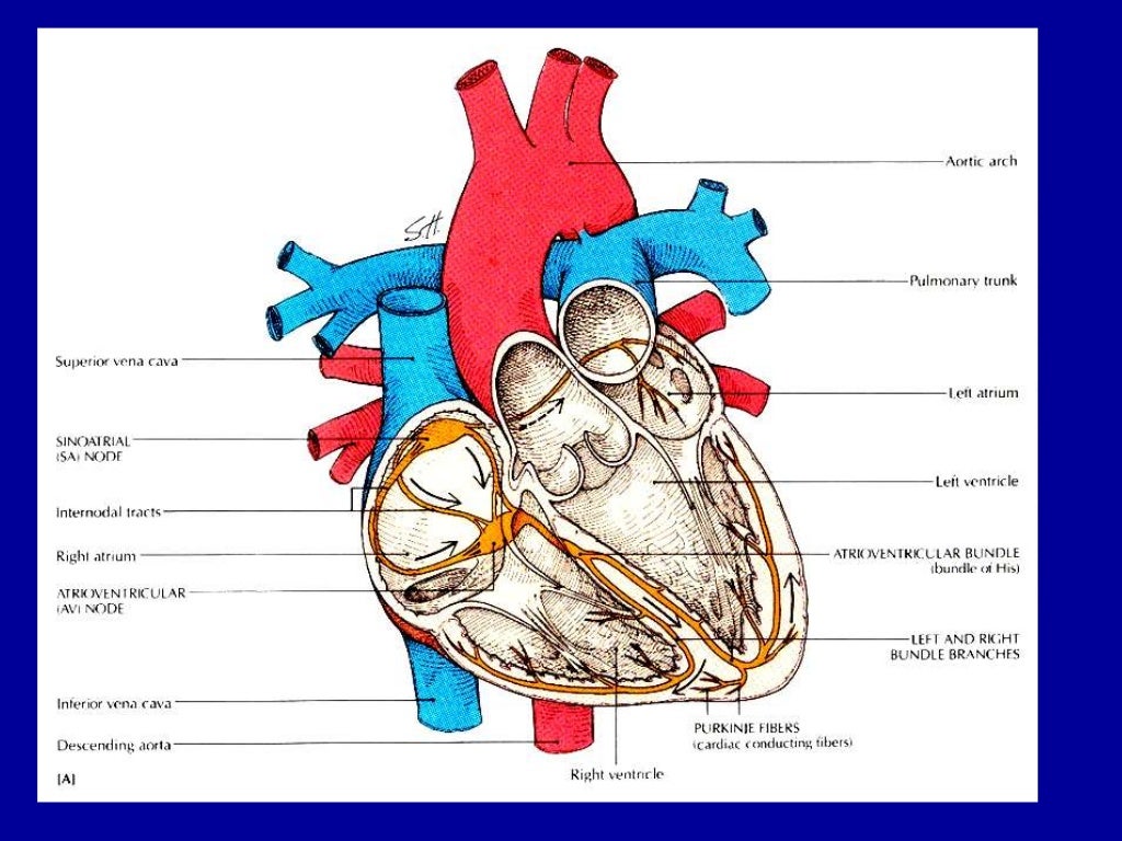Sistem Kardiovaskular - Homecare24