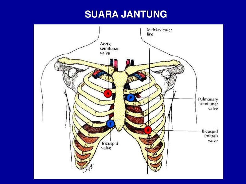 Sistem kardiovaskular