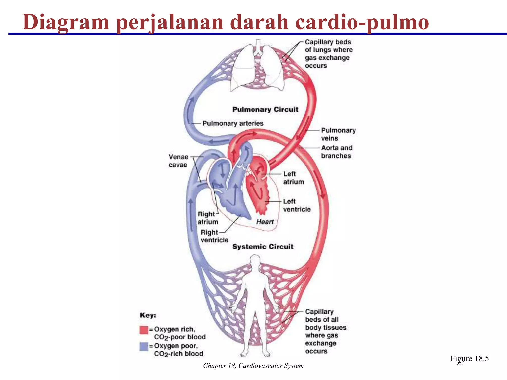 Sistem kardiovaskuler | PPTX