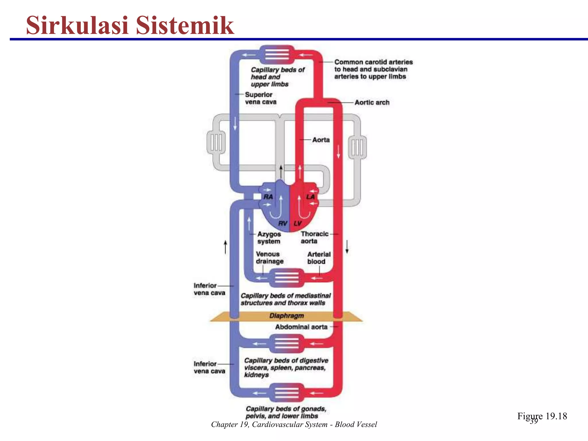 Sistem kardiovaskuler | PPTX
