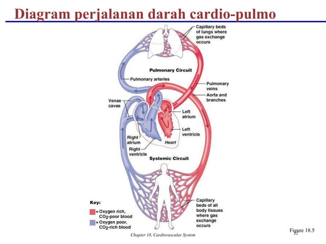 Sistem kardiovaskuler | PPTX