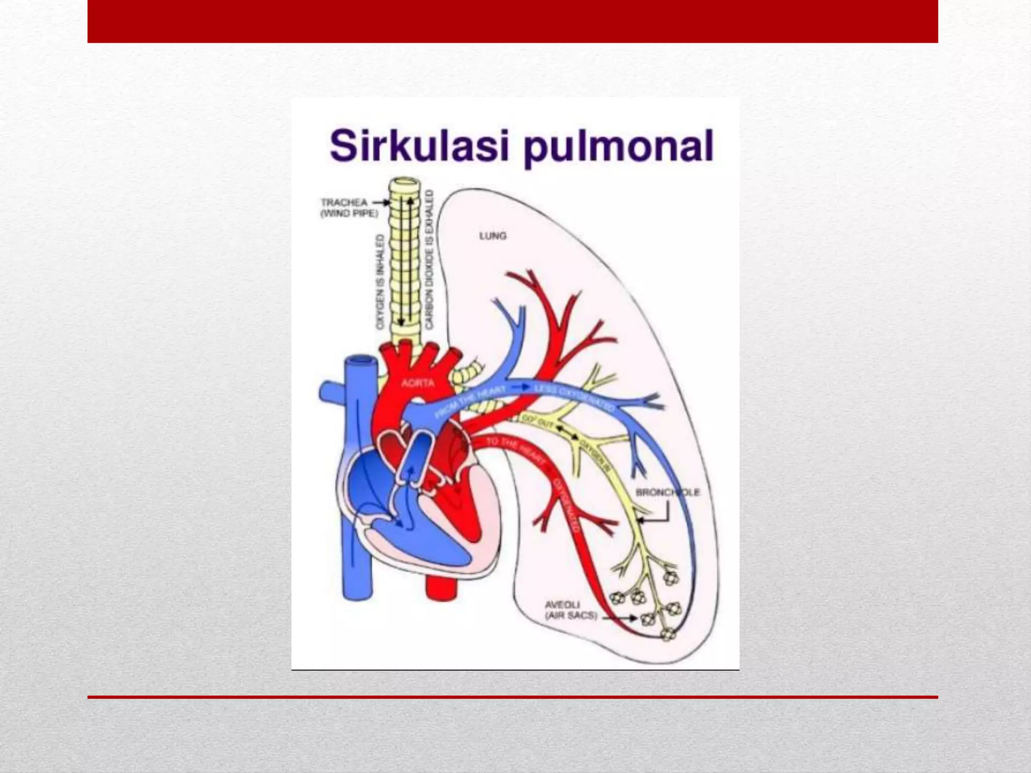 Sistem Kardiovaskuler | PPTX