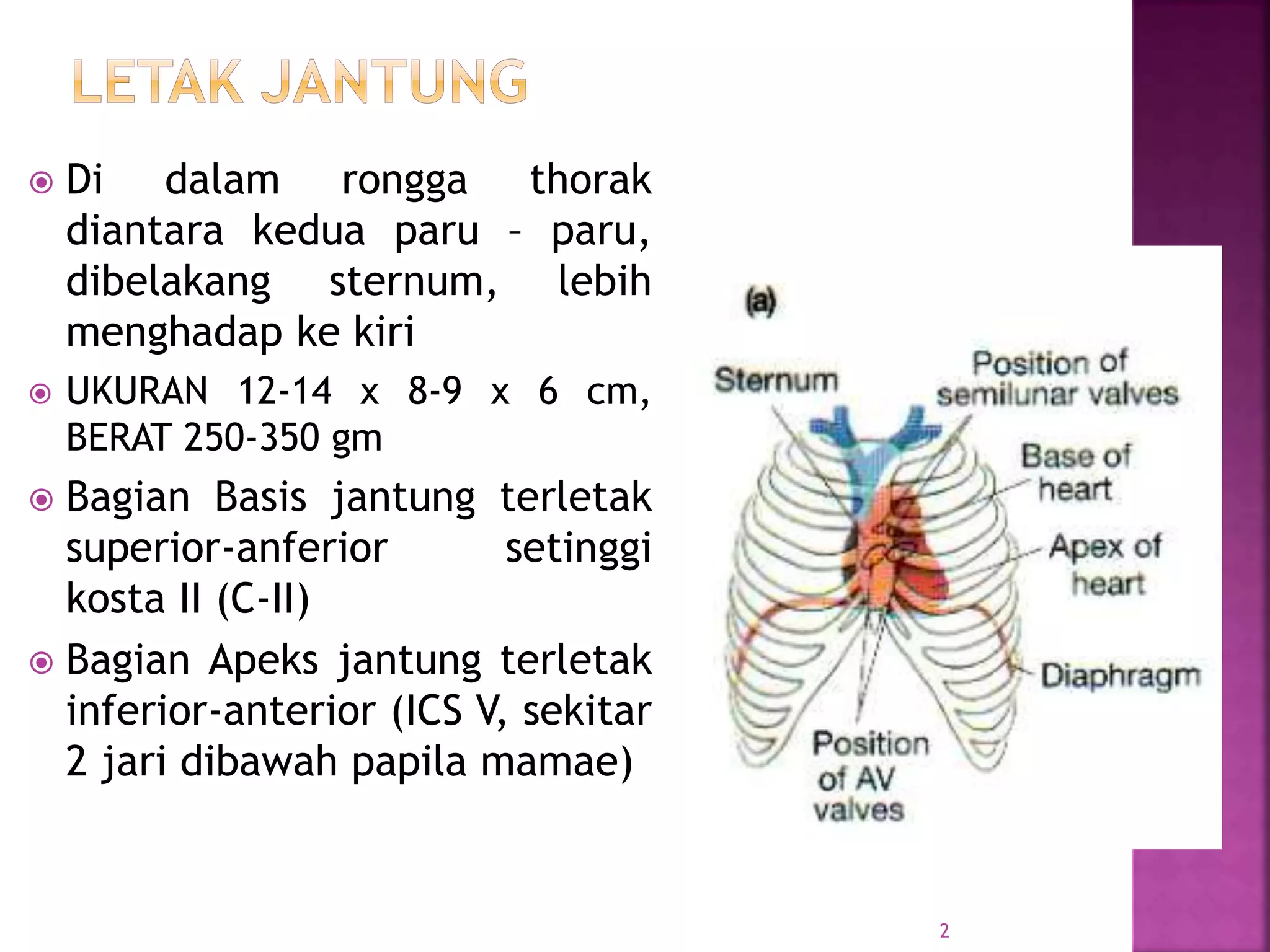 sistem kardiovaskuler.pptx