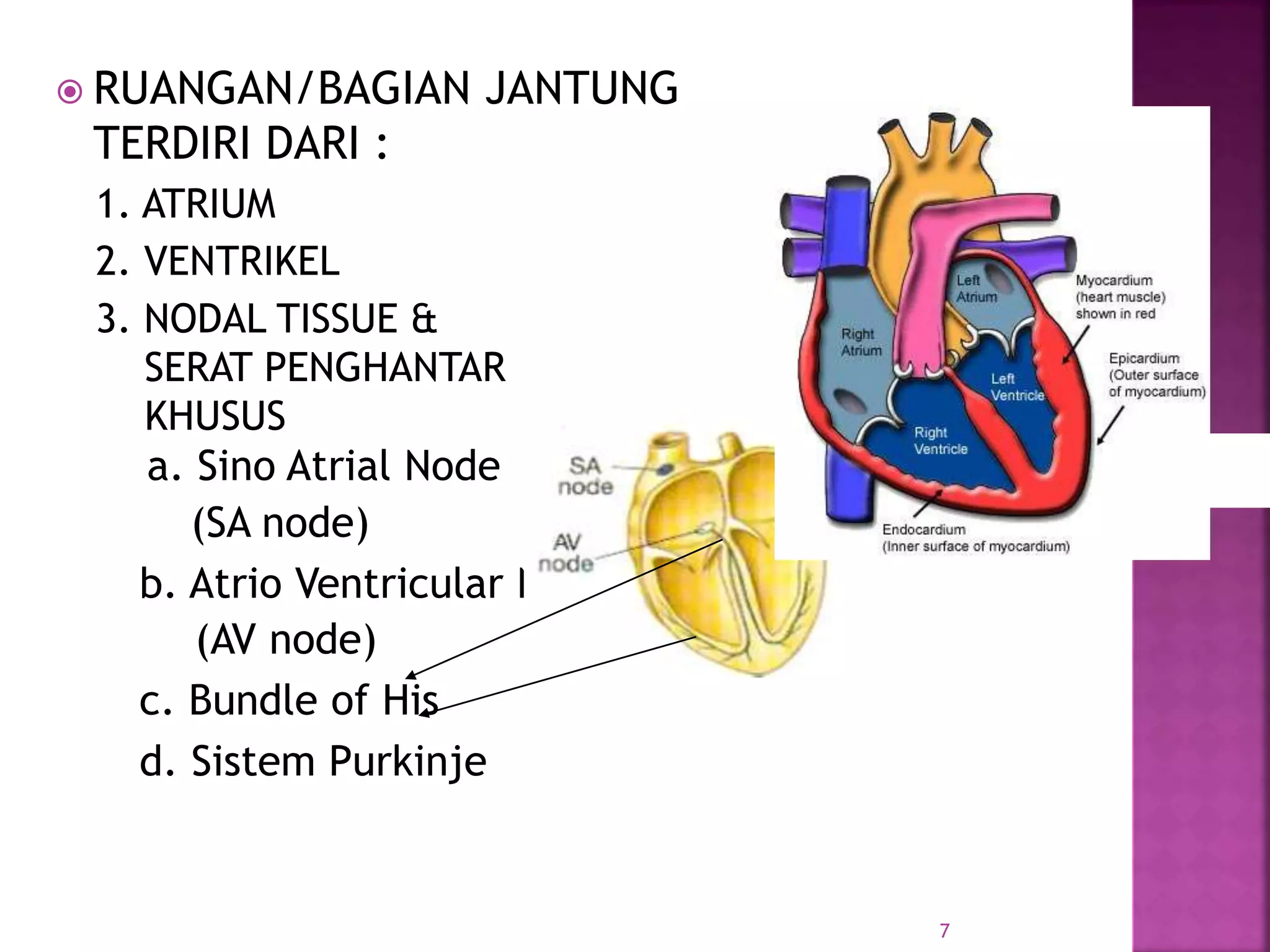 sistem kardiovaskuler.pptx