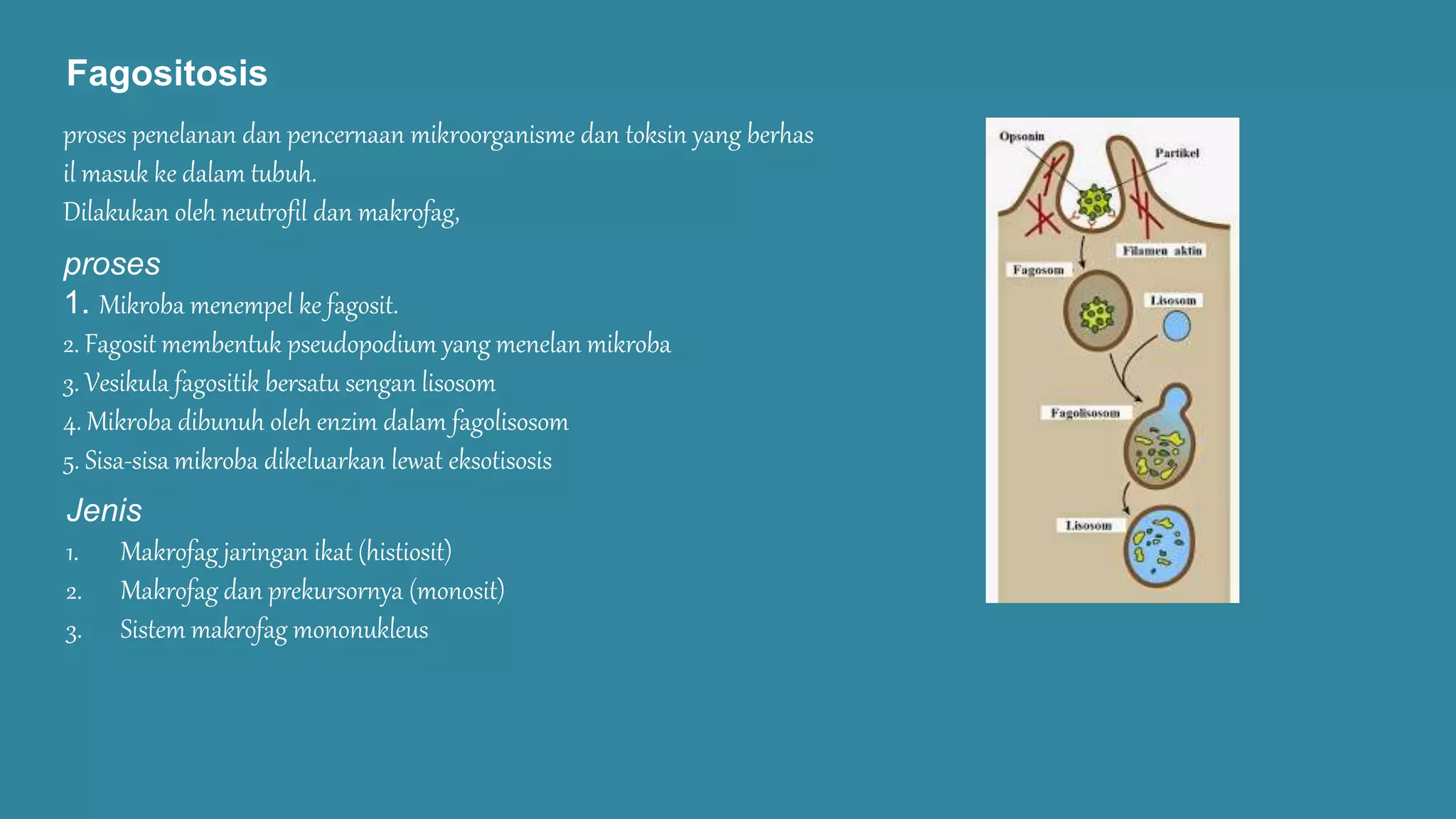 Sistem kekebalan tubuh | PPTX