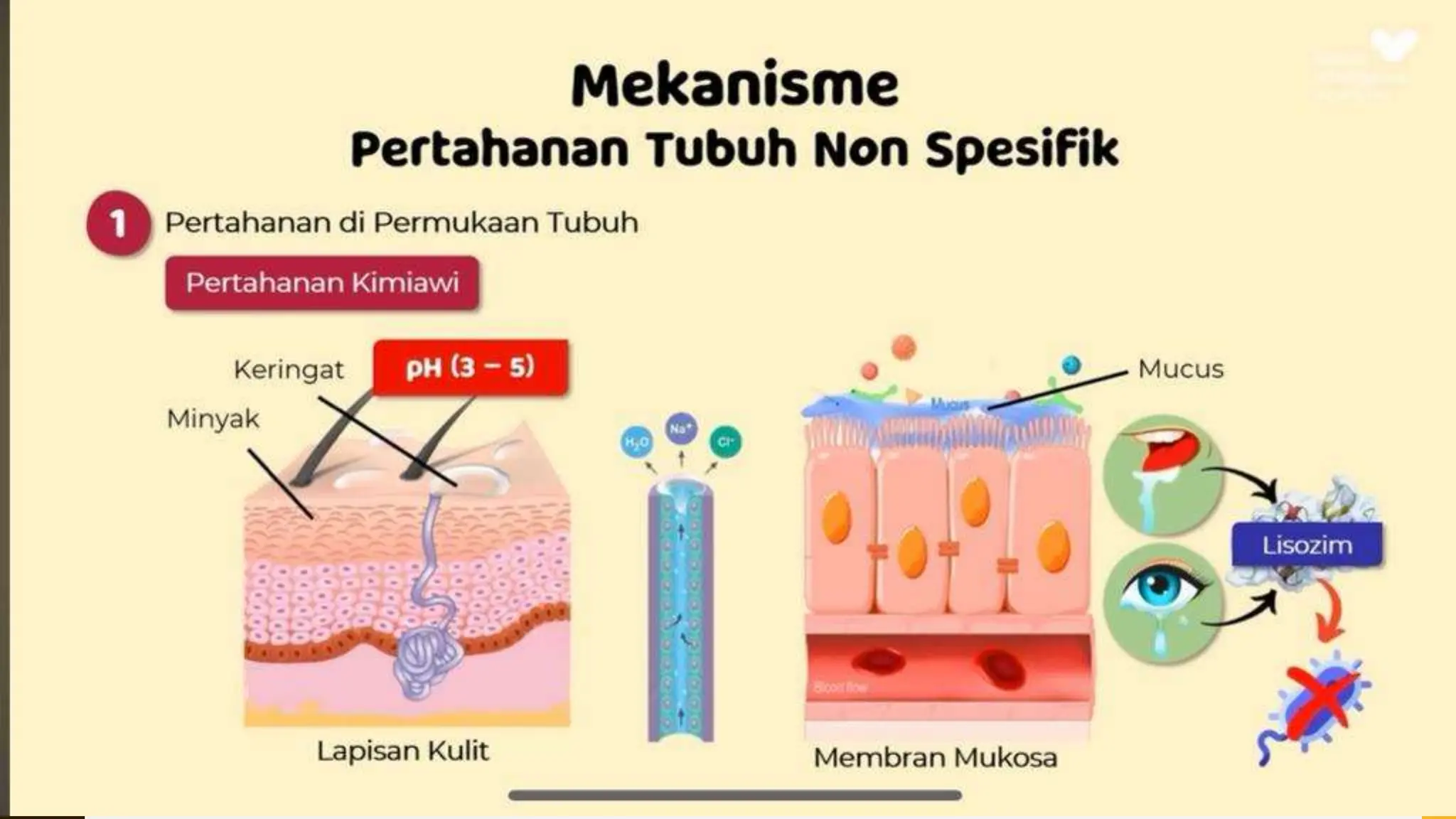 SISTEM KEKEBALAN TUBUH (IMUNITAS) BIOKIM KELAS 11 | PPTX