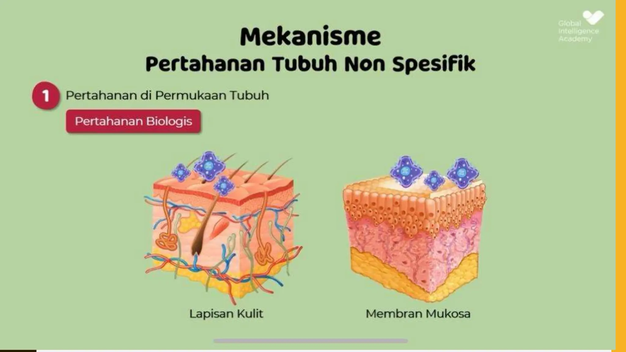 SISTEM KEKEBALAN TUBUH (IMUNITAS) BIOKIM KELAS 11 | PPTX
