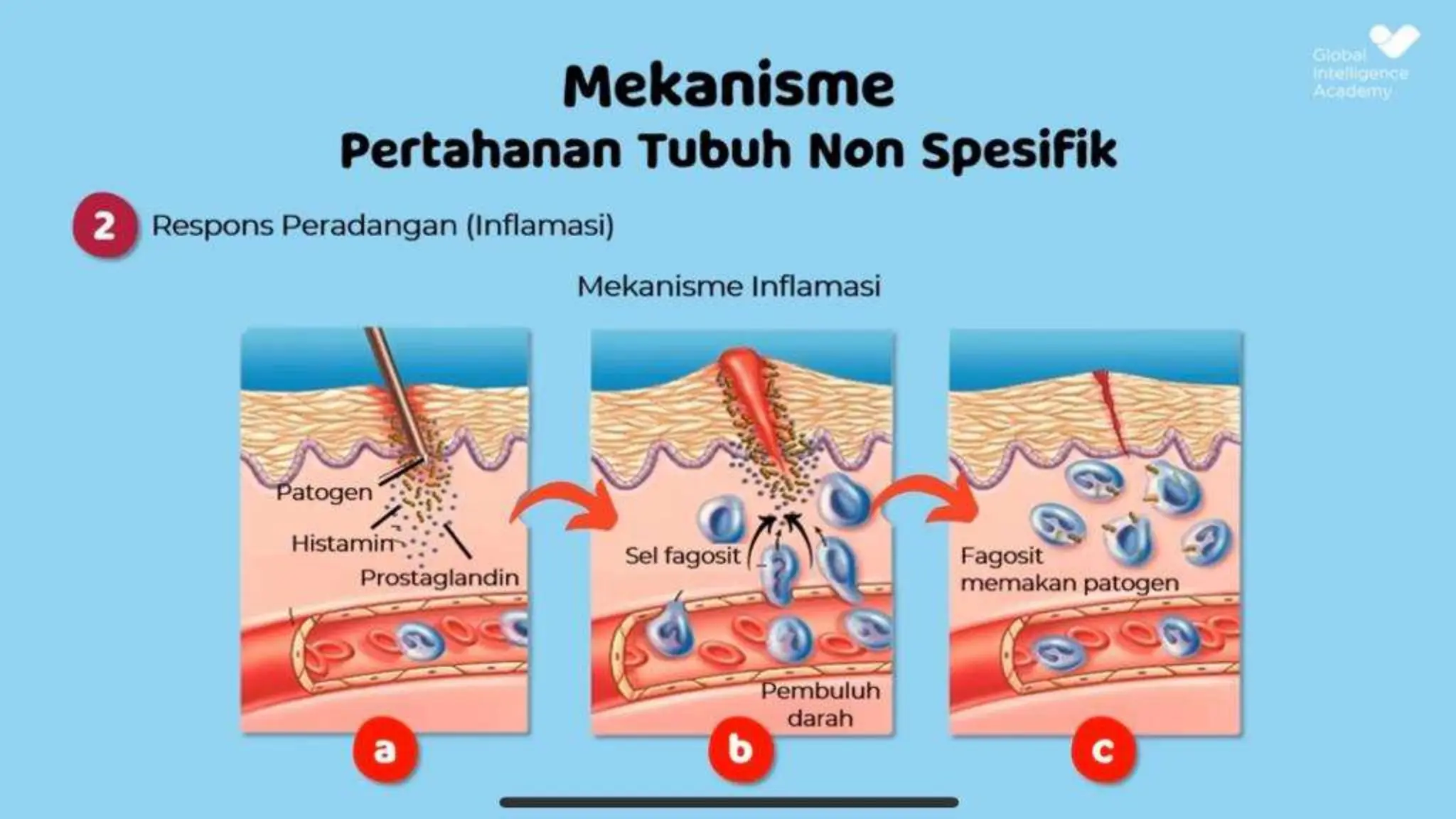SISTEM KEKEBALAN TUBUH (IMUNITAS) BIOKIM KELAS 11 | PPTX