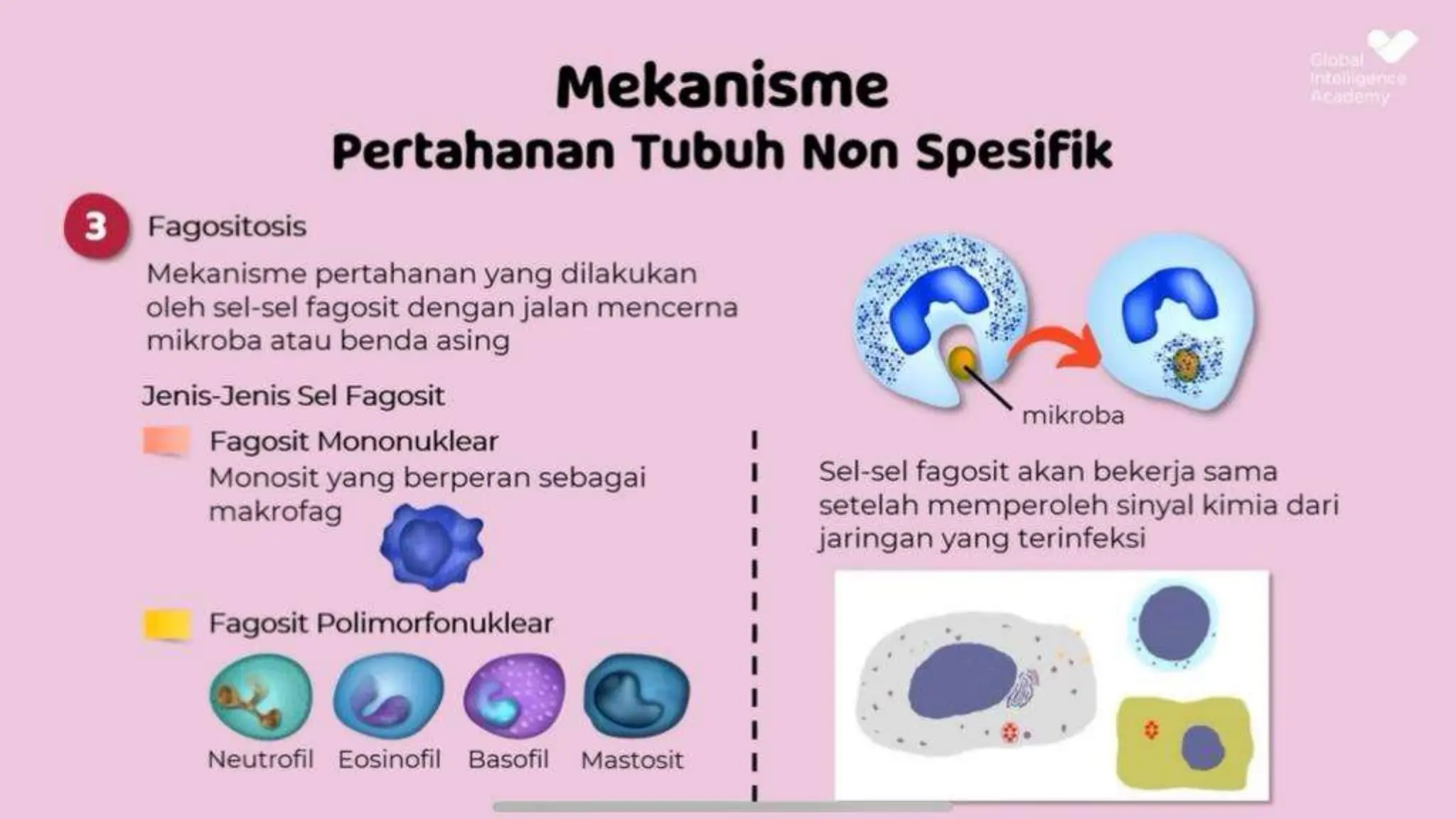 SISTEM KEKEBALAN TUBUH (IMUNITAS) BIOKIM KELAS 11 | PPTX
