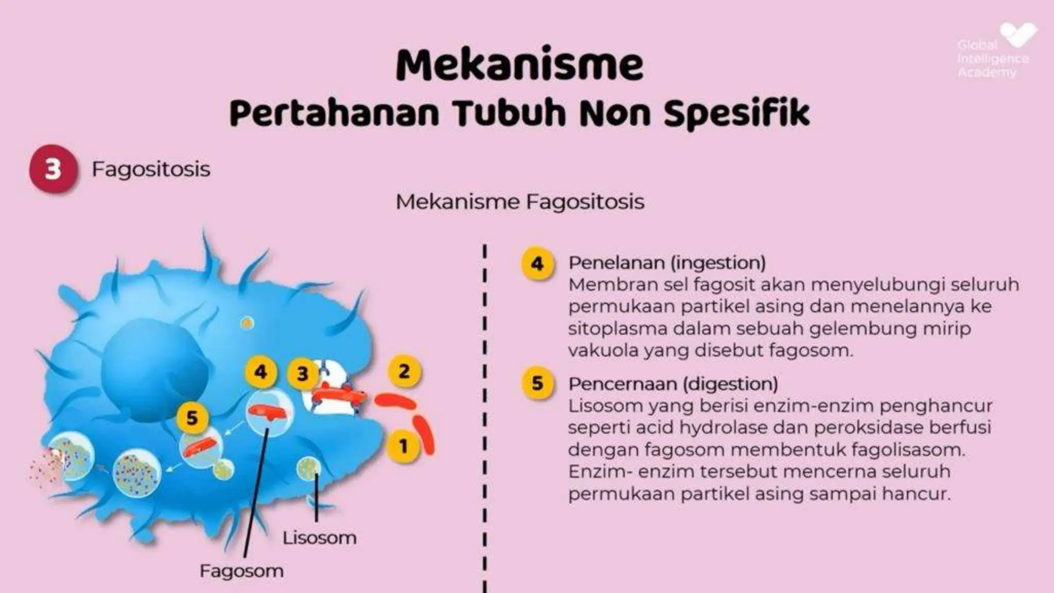 SISTEM KEKEBALAN TUBUH (IMUNITAS) BIOKIM KELAS 11 | PPTX