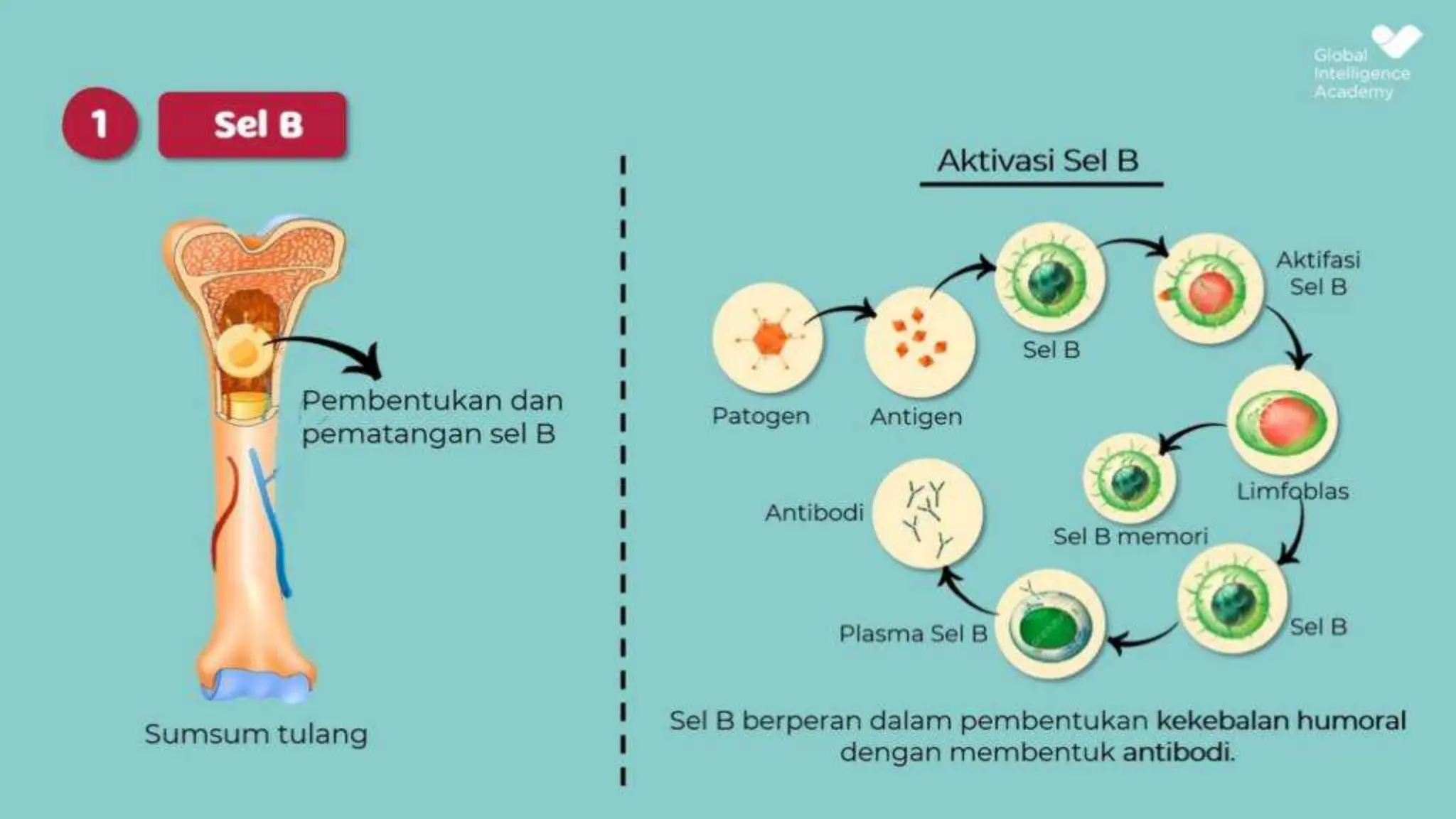 SISTEM KEKEBALAN TUBUH (IMUNITAS) BIOKIM KELAS 11 | PPTX