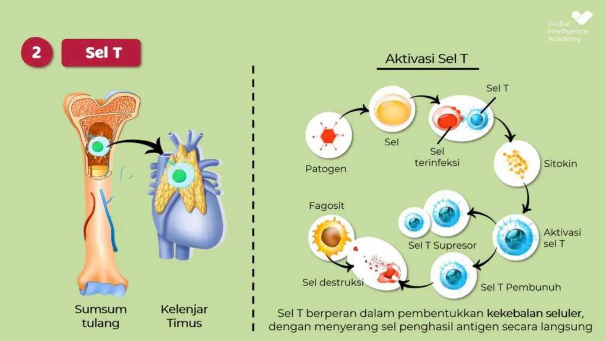 SISTEM KEKEBALAN TUBUH (IMUNITAS) BIOKIM KELAS 11 | PPTX