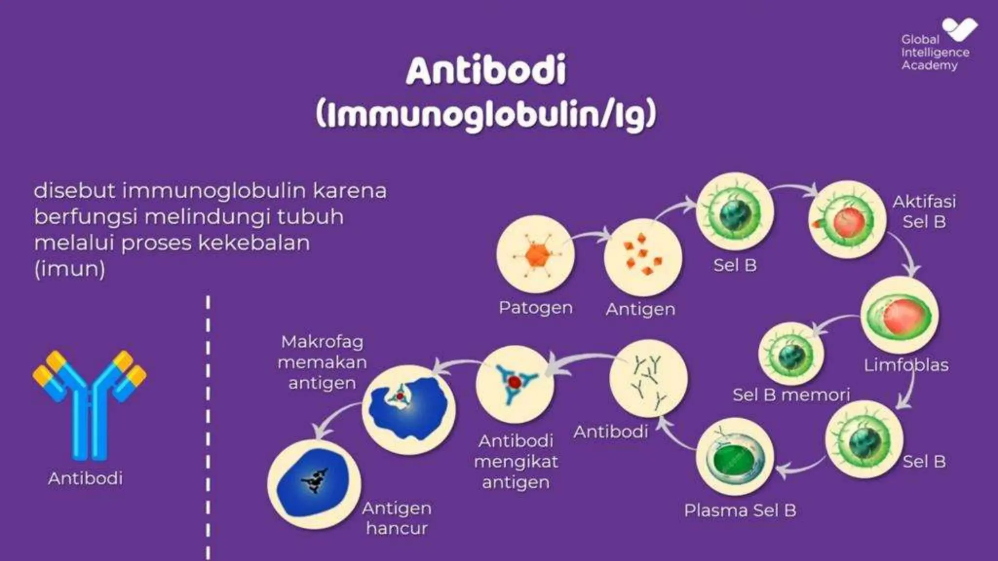 SISTEM KEKEBALAN TUBUH (IMUNITAS) BIOKIM KELAS 11 | PPTX