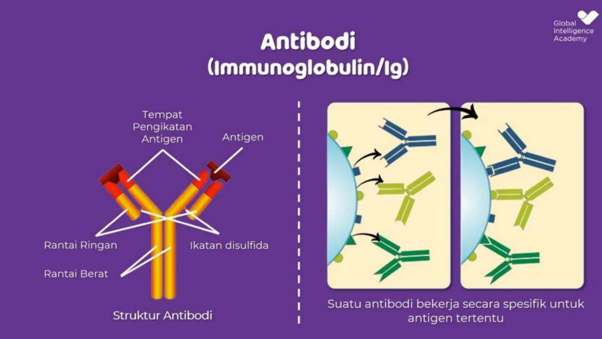 SISTEM KEKEBALAN TUBUH (IMUNITAS) BIOKIM KELAS 11 | PPTX