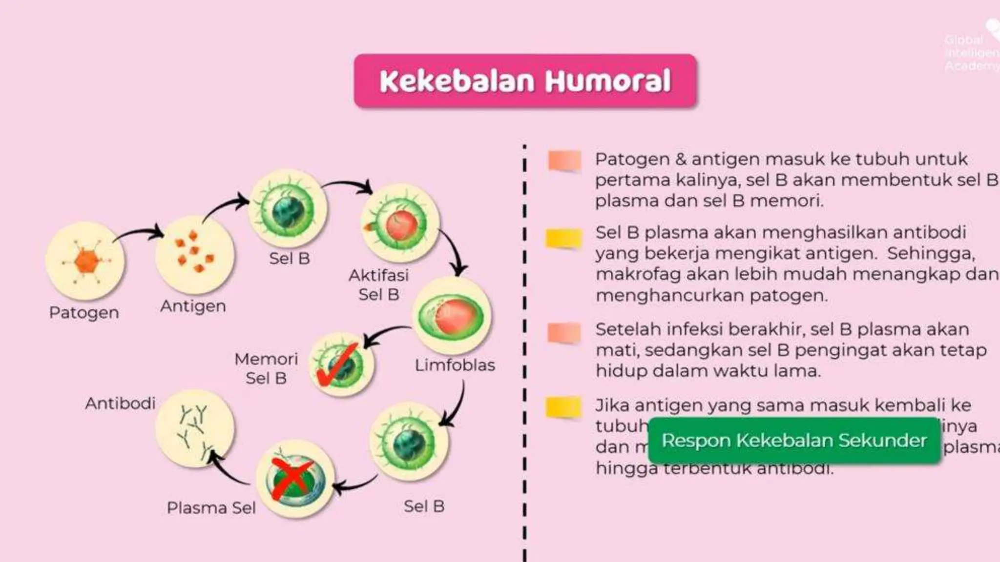 SISTEM KEKEBALAN TUBUH (IMUNITAS) BIOKIM KELAS 11 | PPTX