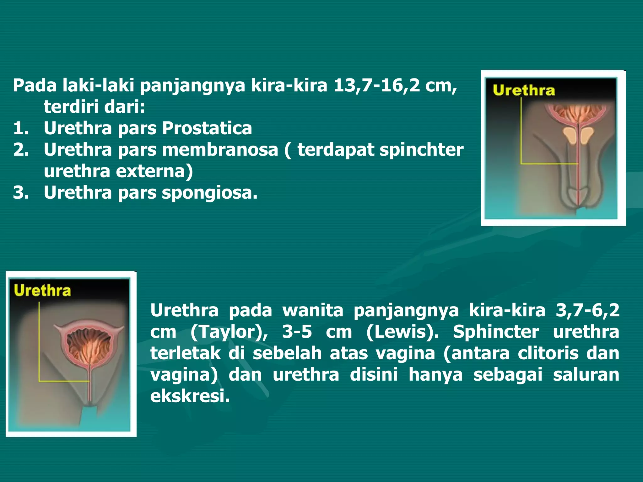 Sistem+kemih | PPT