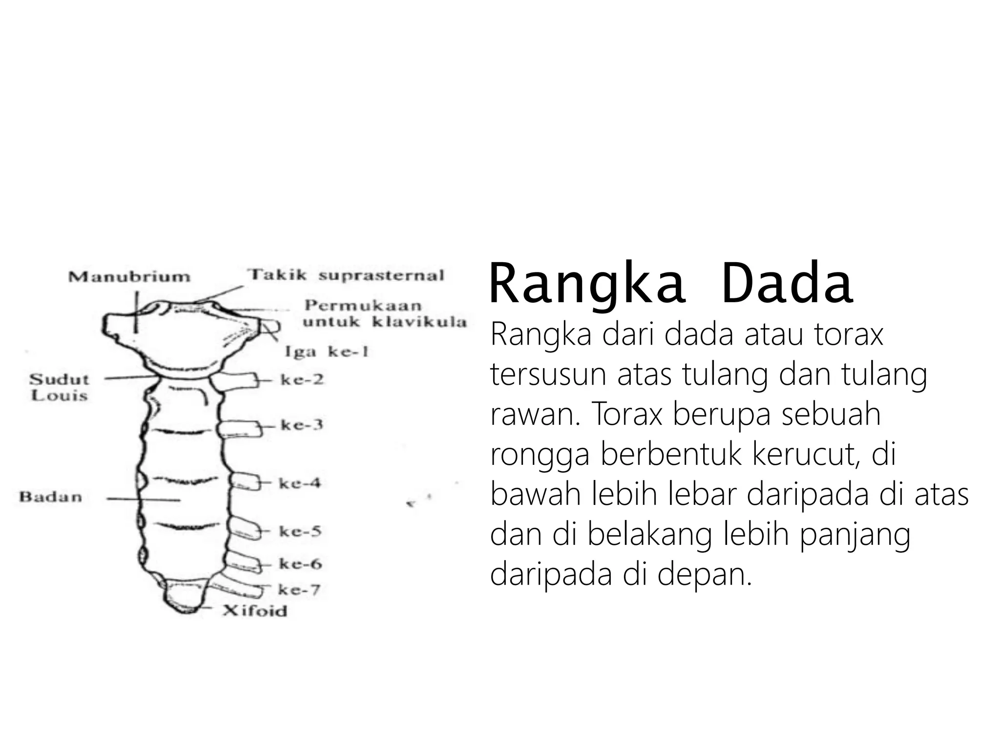 Sistem Kerangka Tulang Tengkorak | PDF
