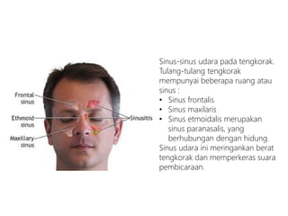 Sistem Kerangka Tulang Tengkorak | PDF