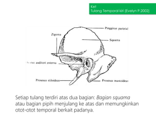 Sistem Kerangka Tulang Tengkorak | PDF