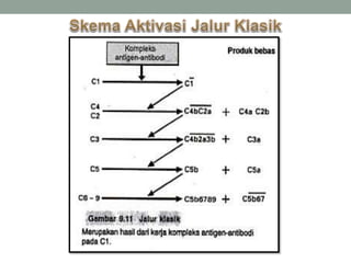 Sistem komplemen | PPTX