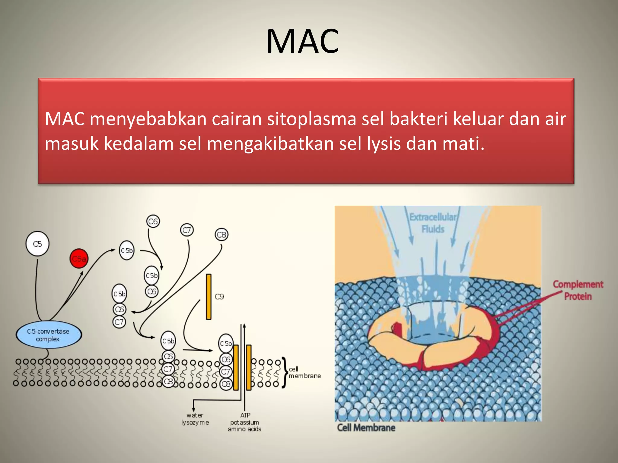 Sistem komplemen immunologi | PPTX