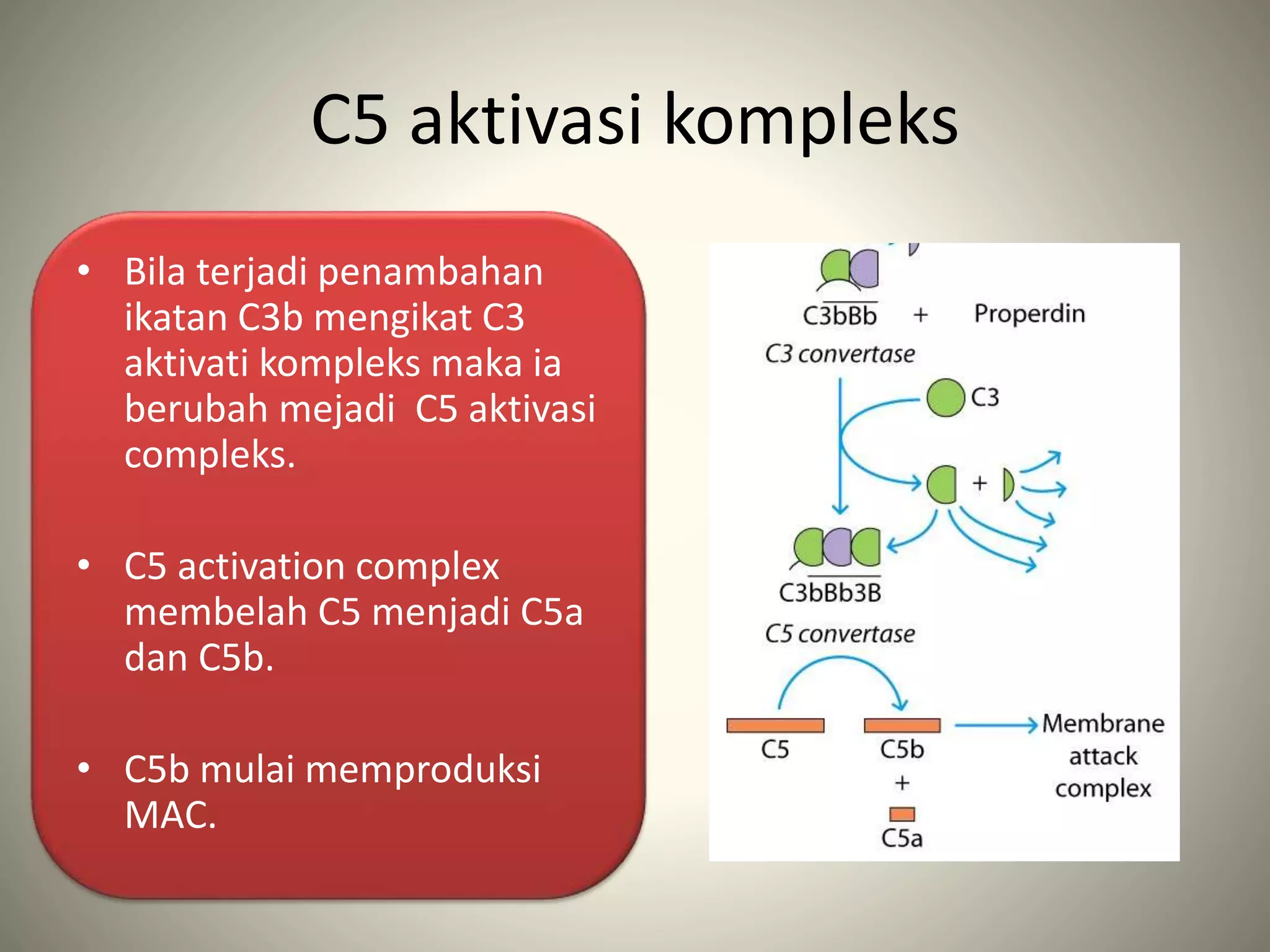 Sistem komplemen immunologi | PPTX