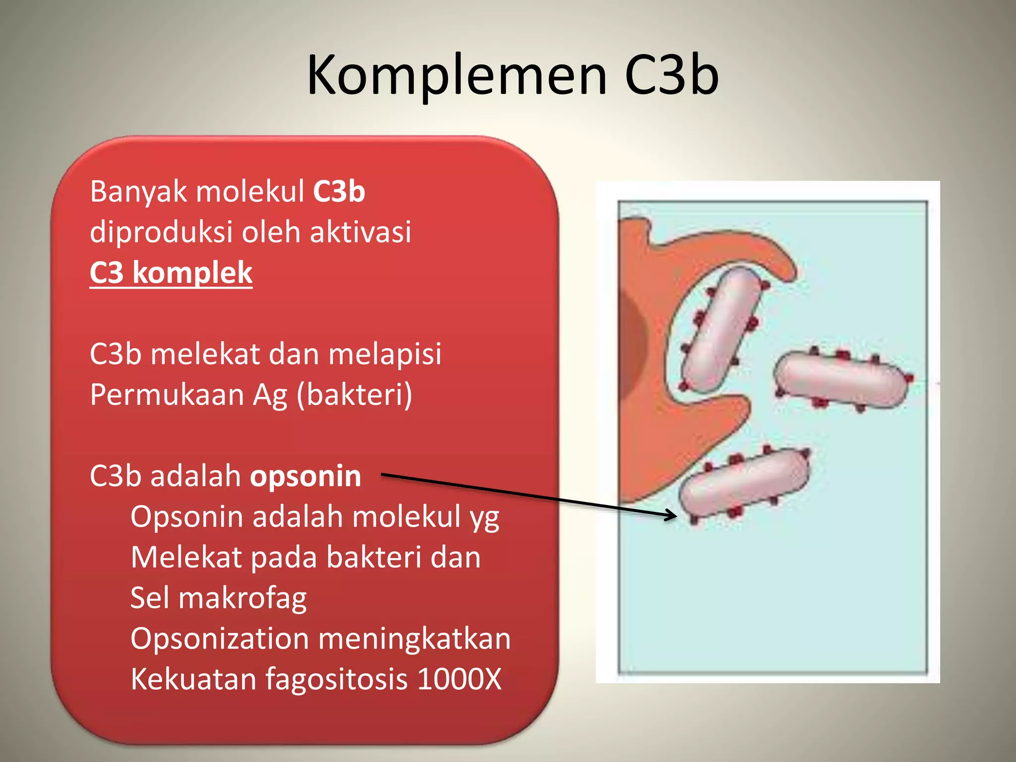 Sistem komplemen immunologi | PPTX