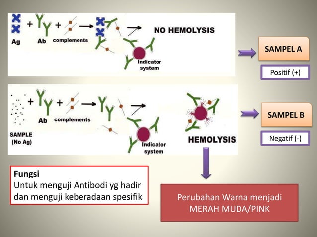 Sistem komplemen immunologi | PPTX